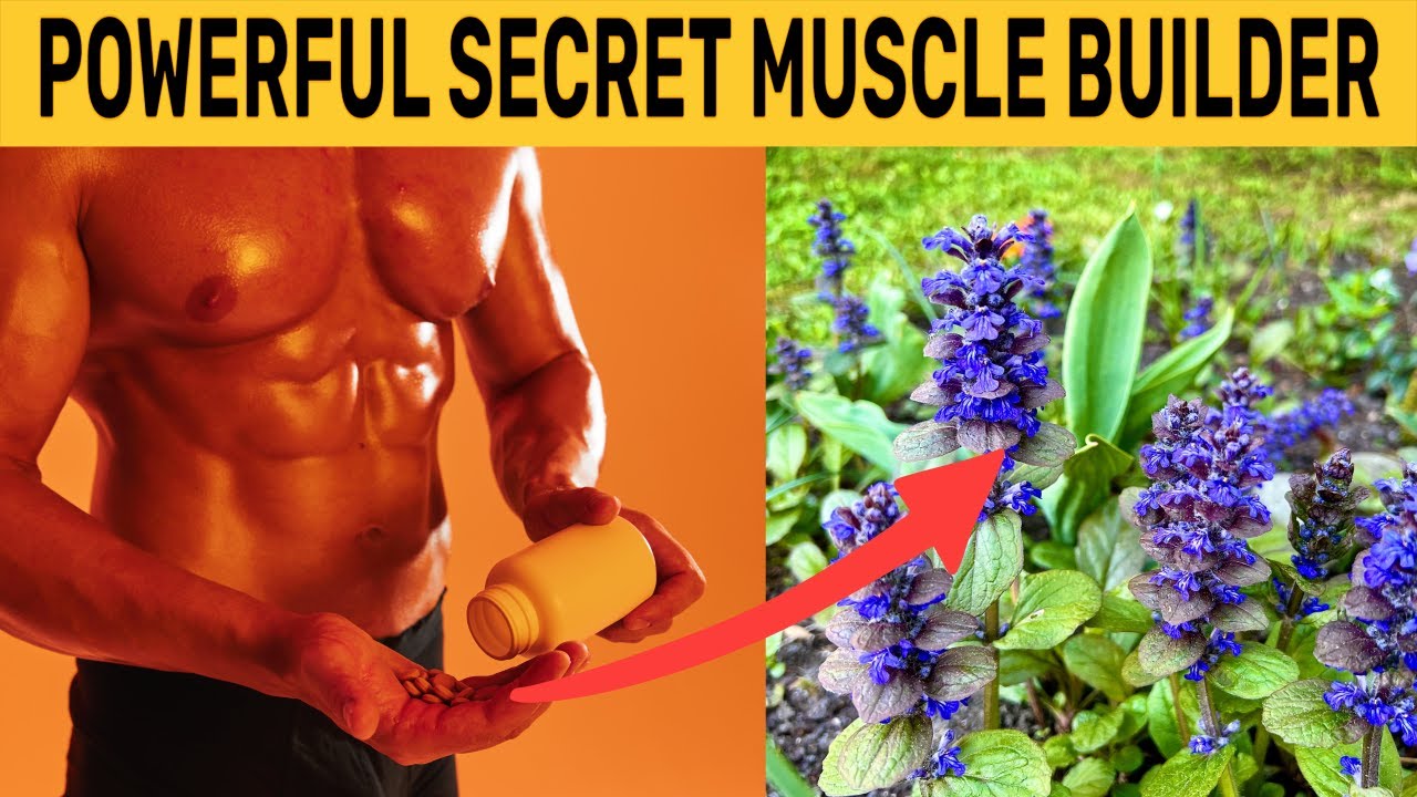 Unlocking Nature's Secret Muscle Builder: Ajuga Turkestanica Powder ...