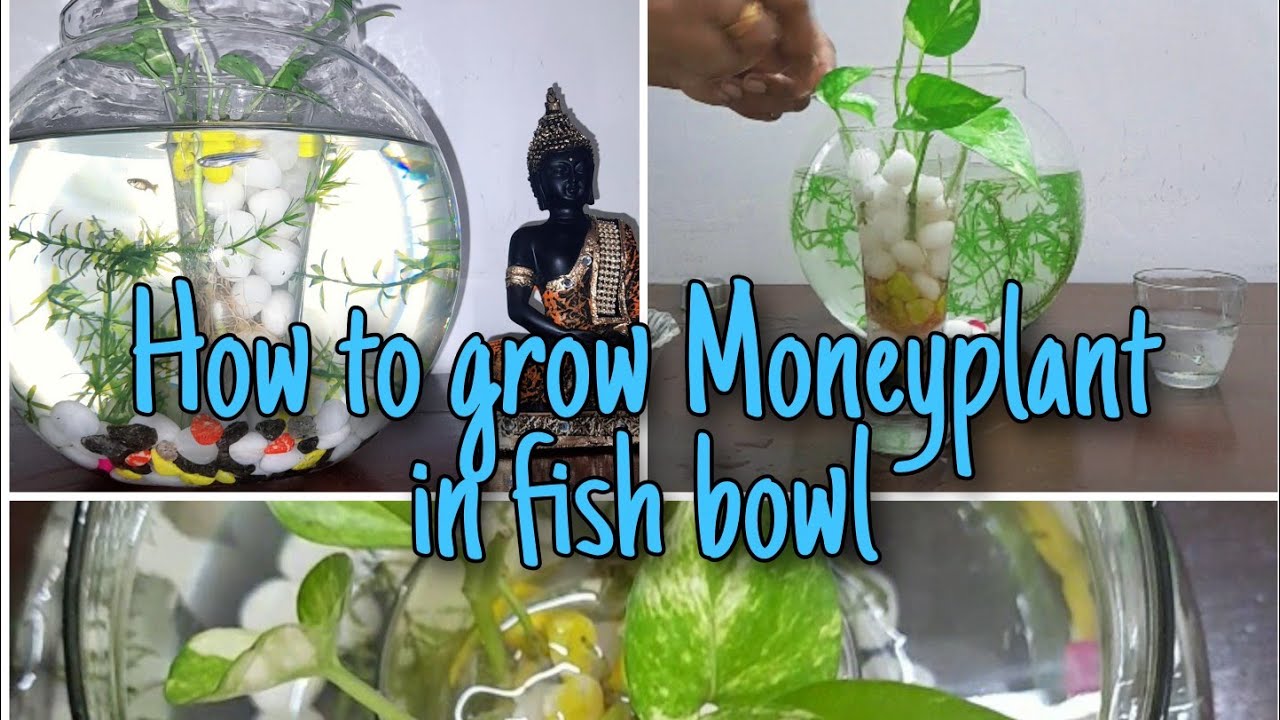 How to grow money plant in fish bowl/ Table top plant decor / money ...