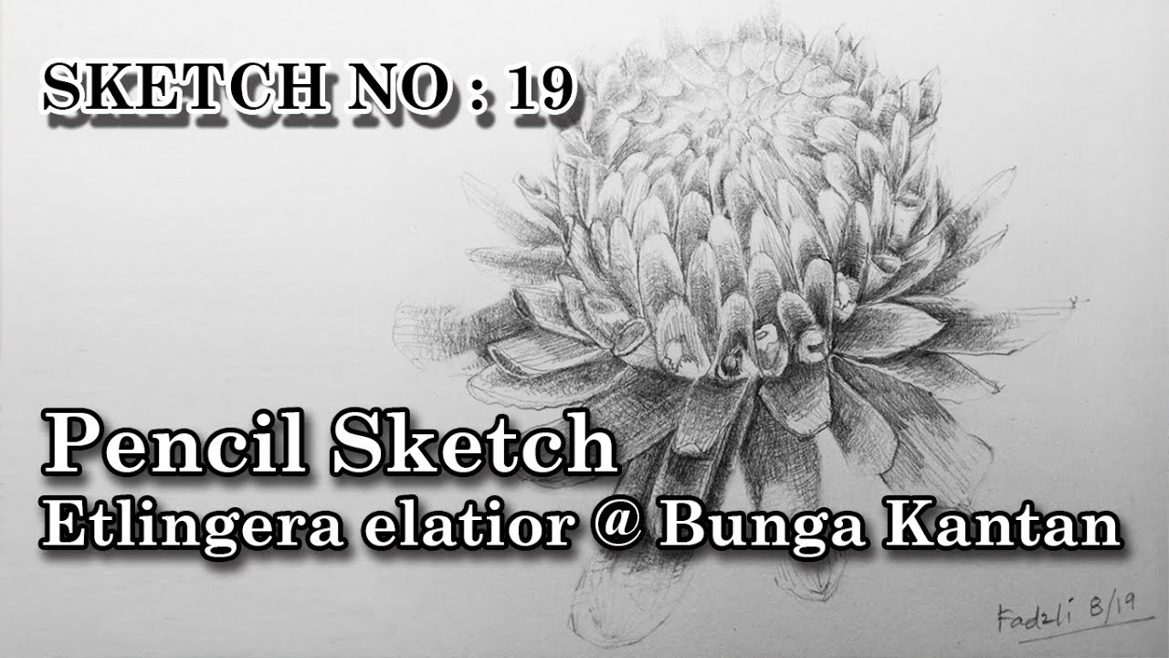 Pencil Sketch Etlingera Elatior @ Bunga Kantan - YouTube