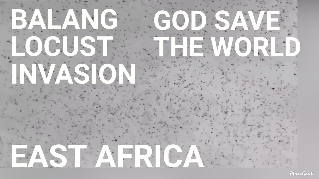 BALANG l LOCUST INVASION 2020 EAST AFRICA.GOD SAVE THE WHOLE WORLD ...