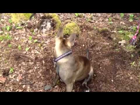 Black Flies Attack Dog - YouTube