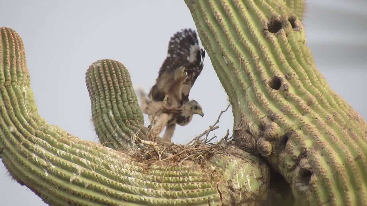 Harris Hawk Hatchling of 2013 - Double Clutch - YouTube