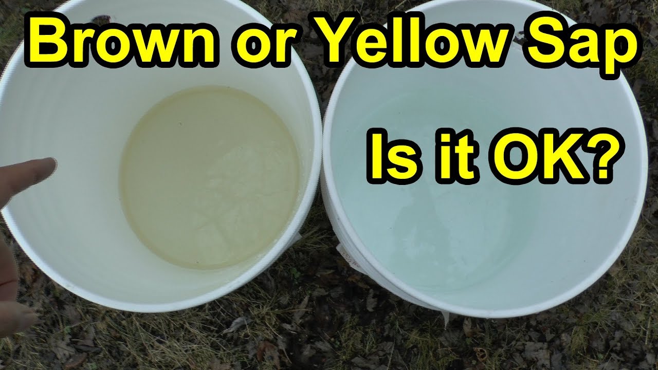 Brown Sap or Yellow Sap - Is My Maple Sap OK? - YouTube