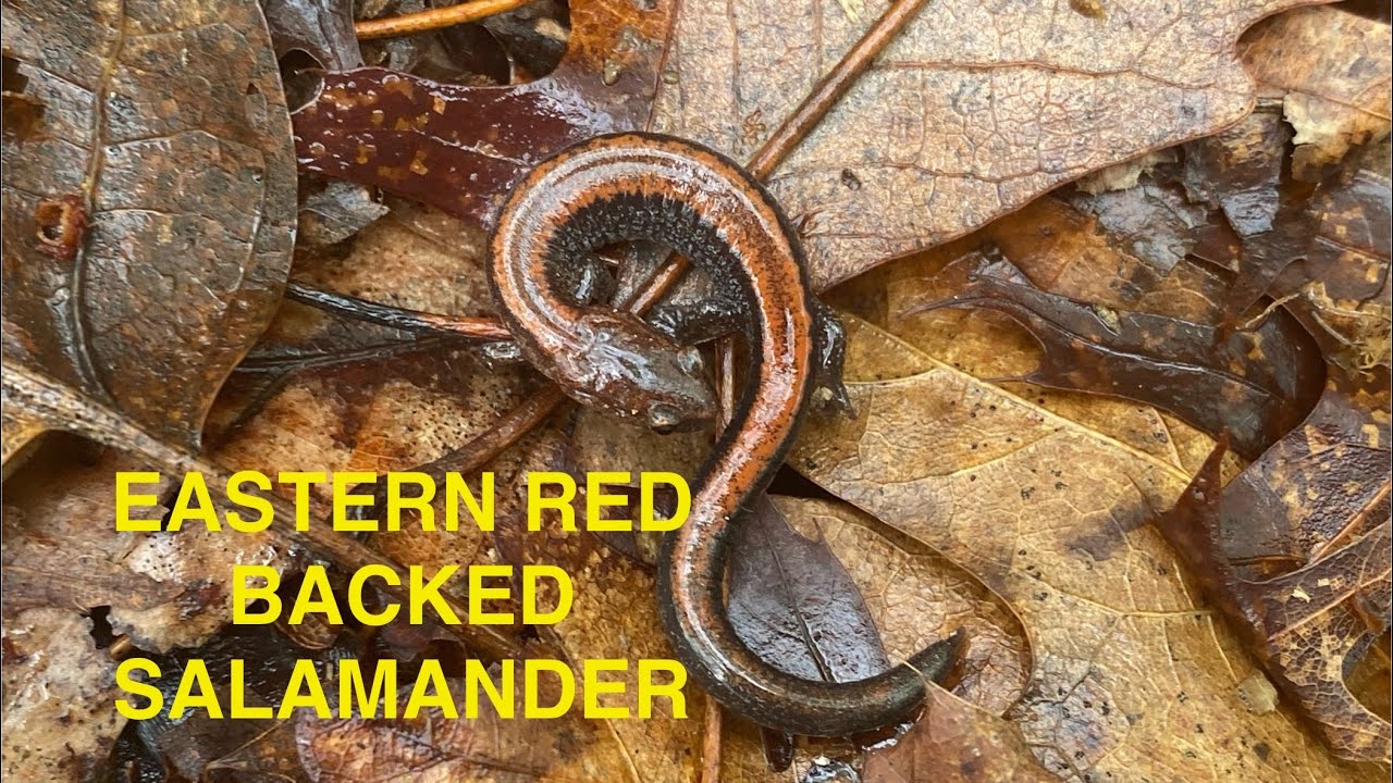 Eastern Red Backed Salamander Compilation ( pictures ) from 2025 - YouTube