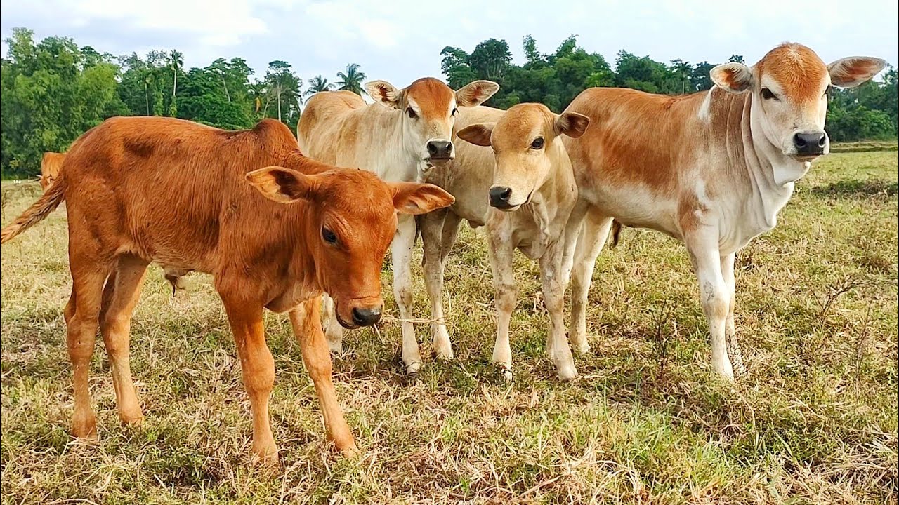 Cute cows and tame and fat calves roam the meadows - YouTube