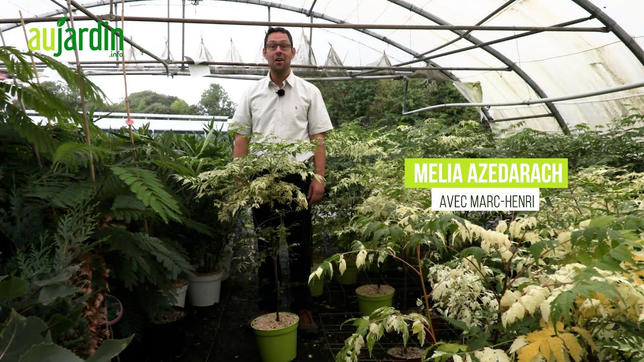 Le LILAS de PERSE, un ARBRE au FEUILLAGE à la BEAUTÉ EXCEPTIONNELLE ...