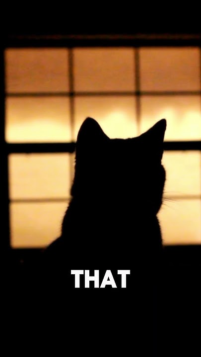 How Do Animals See in the Dark?😱😱 - YouTube