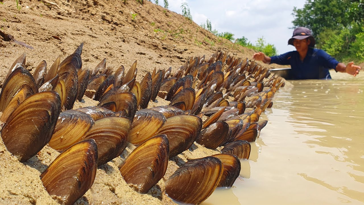 Unbelievable! A fisherman catch clams in canal #fishing #video #omg # ...