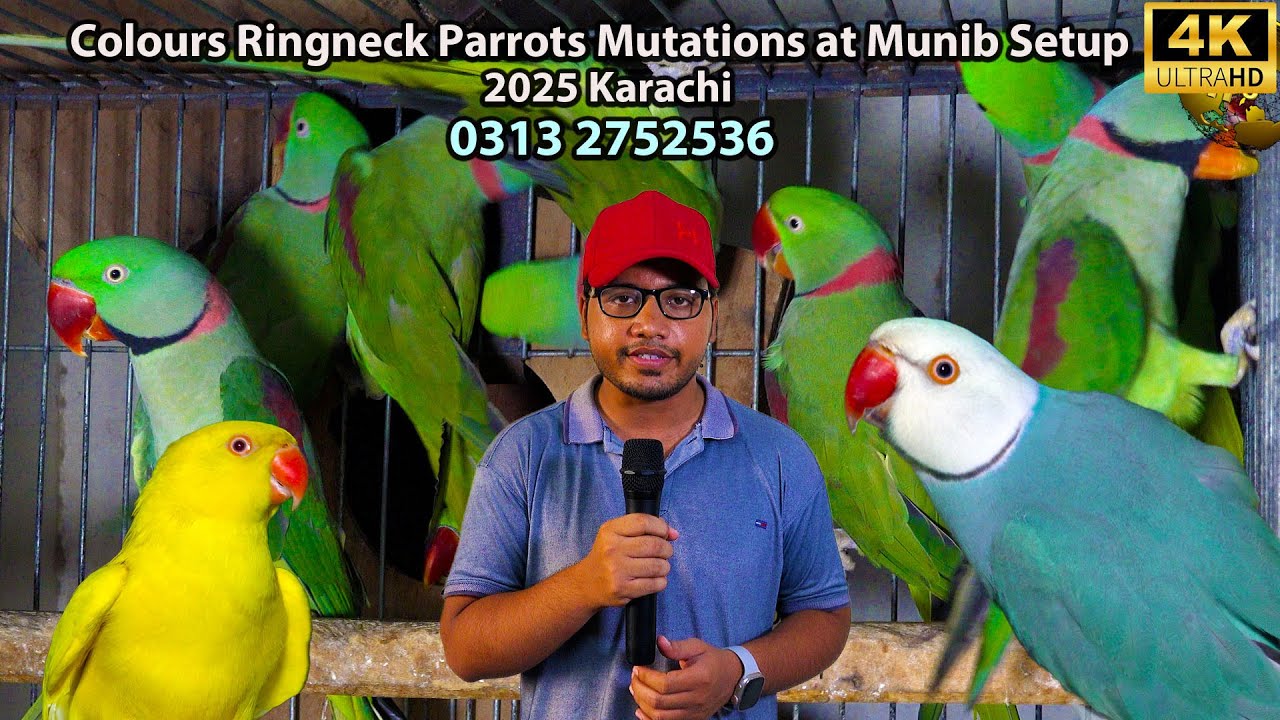 Breeding Pairs Different Color Mutations in Ringneck | Grey parrot Raw ...