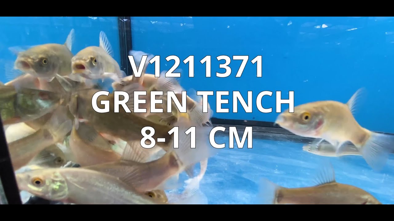 V1211371 Green Tench 8 - 11 cm - YouTube