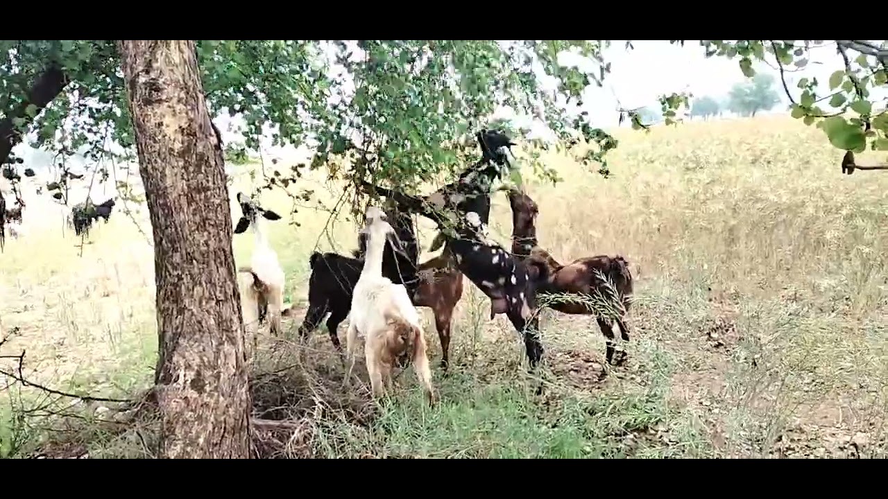 #bakri palan #goats sounds video - YouTube
