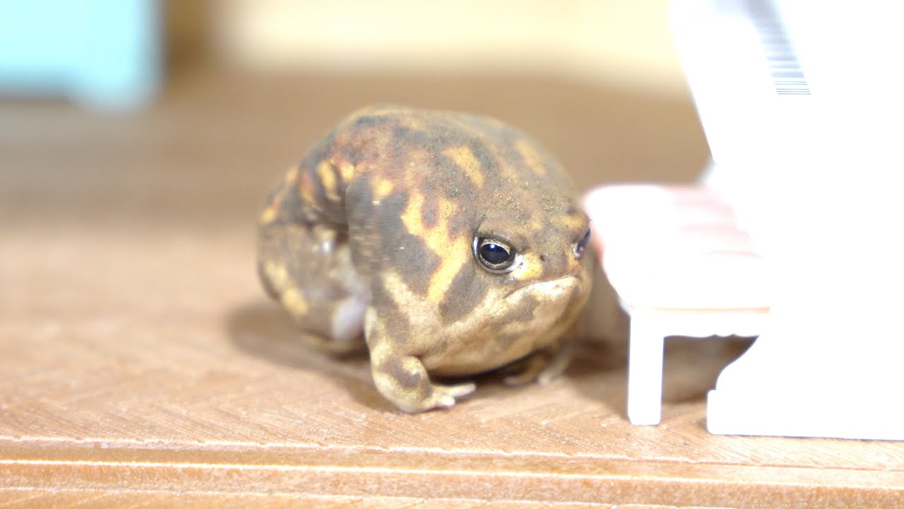 Assortment of strange but cute movements of Rain frogs 🥳 - YouTube