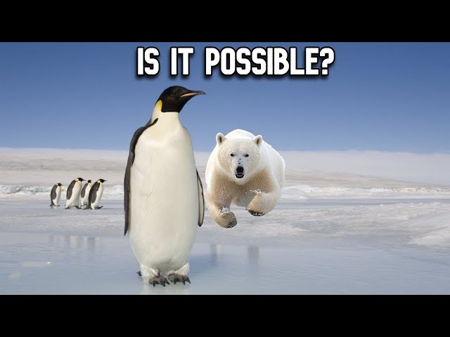 Funny Polar Bear Meme