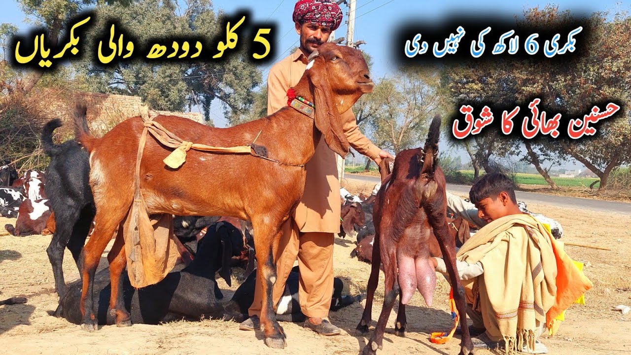 Extremely Pure Beetal Goats Of Jaffar Bhai-Top Class Beetal Goats ...
