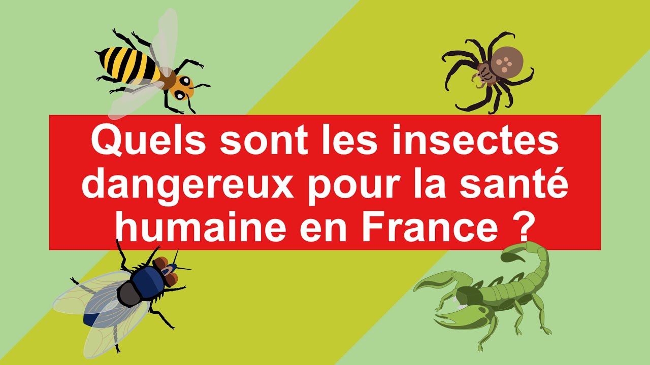 Insectes dangereux pour la santé humaine en France. - YouTube