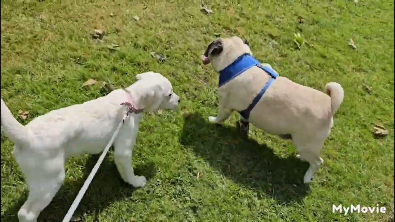 Penny the labrador puppy out with Kingsley the Pug for the first time ...