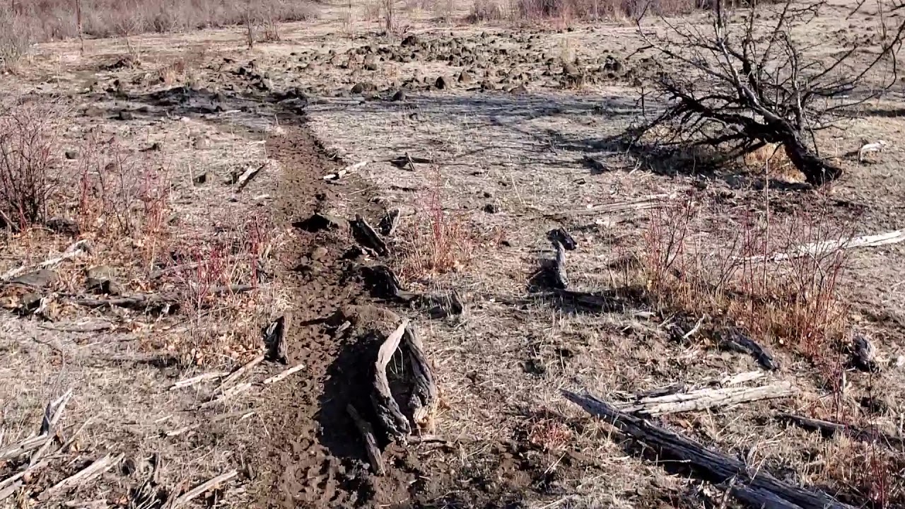 Catching cattle - YouTube