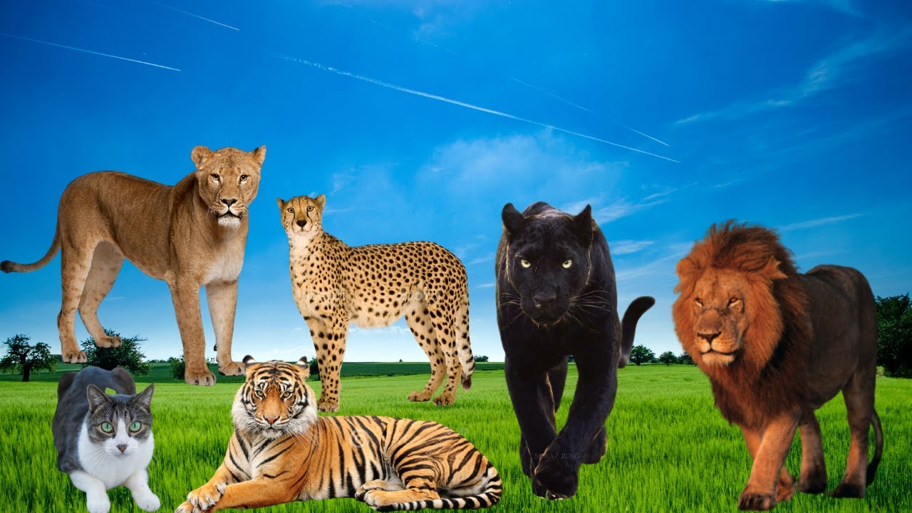 big cats sounds - Big Cat Talk - all big cats - raone animal - YouTube