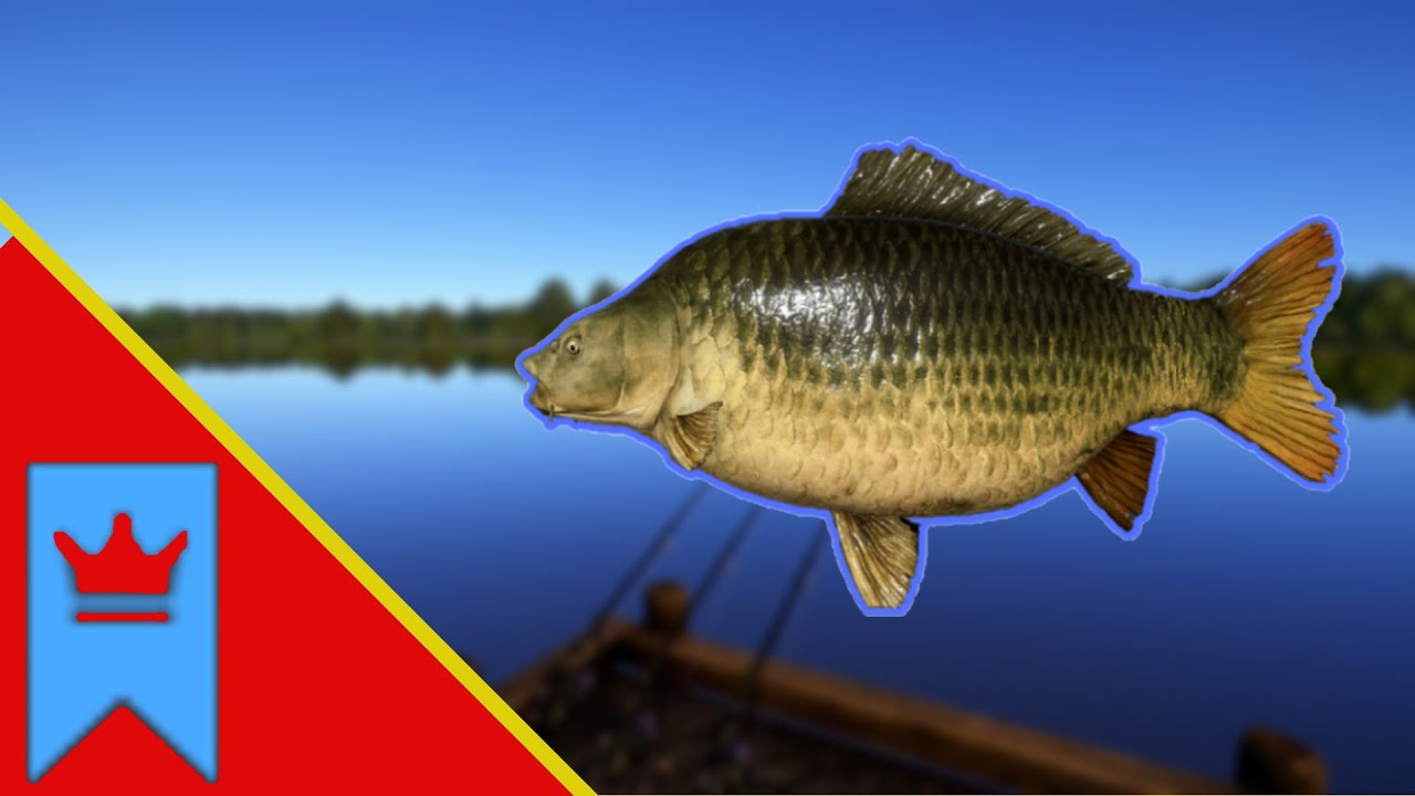 Russian Fishing 4 | Super Trophy Common Carp - YouTube