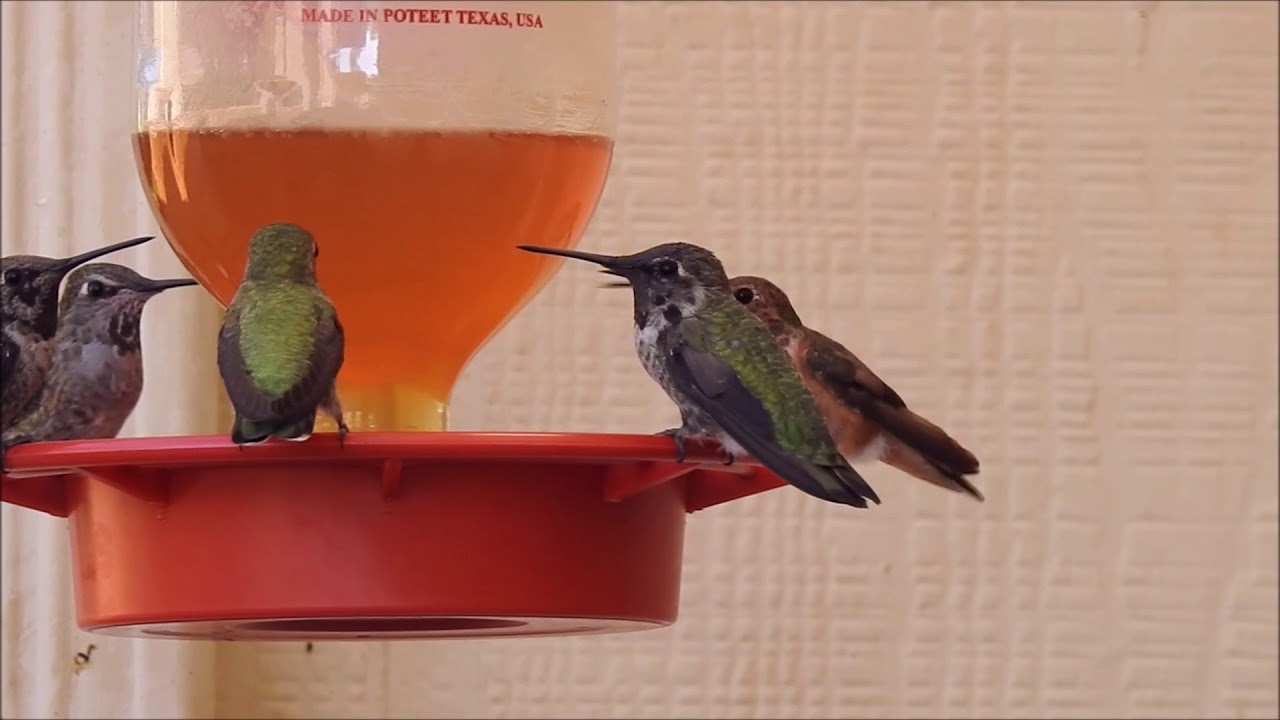 Rufous and Anna's Hummingbirds "share" the magic nectar - YouTube