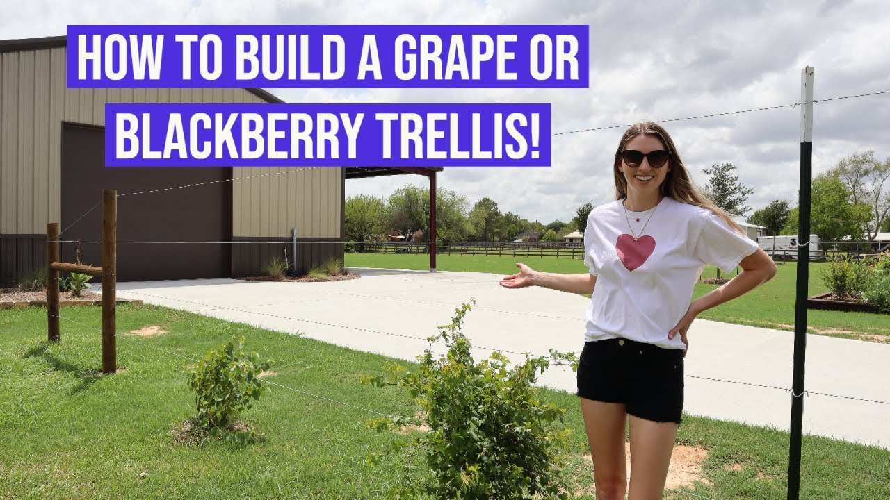 How to Build a Grape or Blackberry Trellis!! - YouTube