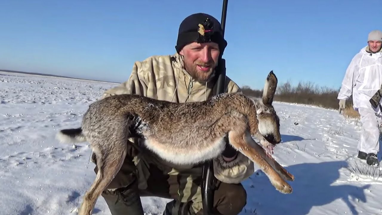 ОГРОМНЫЙ ЗАЯЦ НА ЗАКРЫТИЕ! Охота на зайца в Беларуси 2021 - YouTube