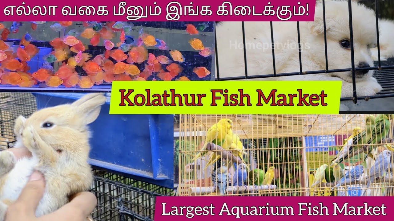 🌎 World wide aquarium fishes transport|| Kolathur Fish Market ...