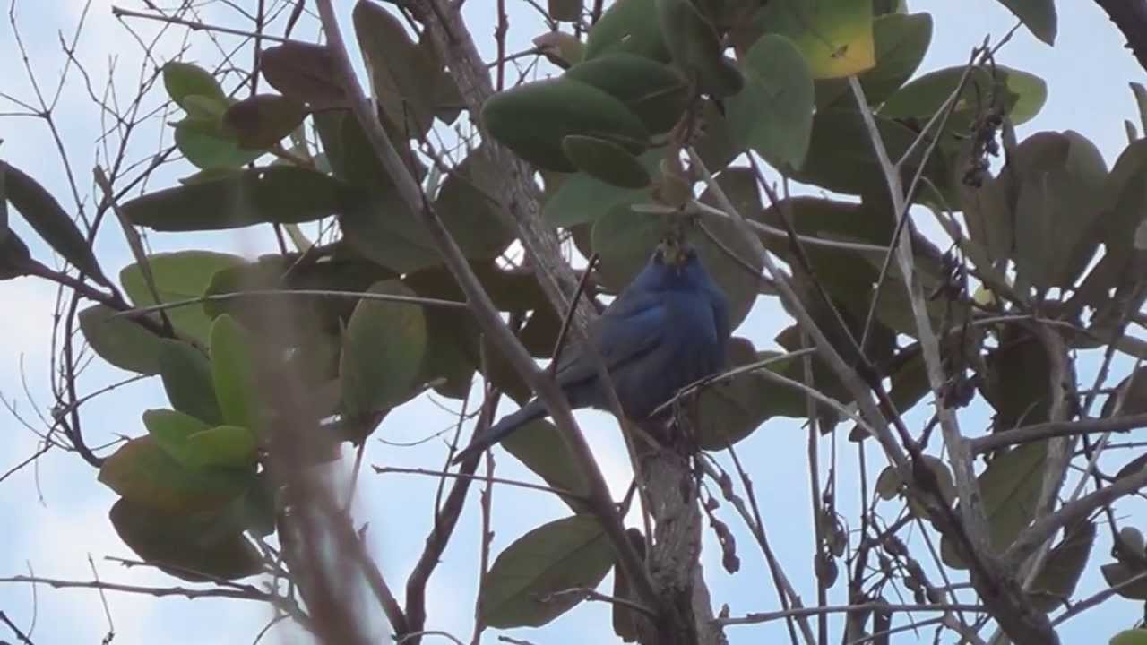 Campainha azul / Blue Finch (Porphyrospiza caerulescens) - YouTube