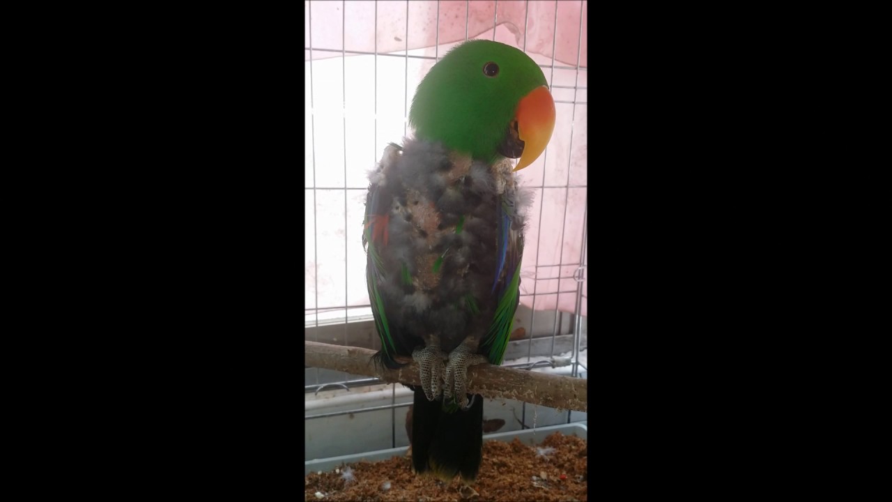 self injury Eclectus parrot therapy course 20 자해하는 뉴기니아앵무새 치료과정 20 ...