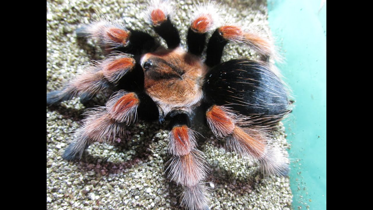 Brachypelma Care Series One: boehmei - YouTube
