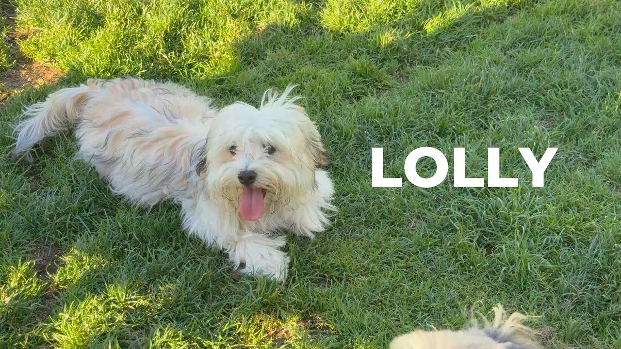 Havanese Puppies Playing in a Dog Park - YouTube