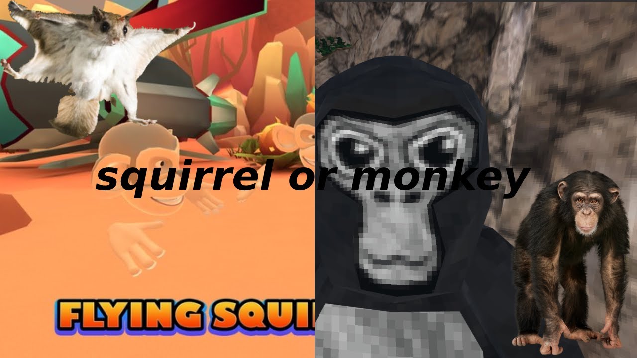 Playing flying squirrel Chase - YouTube