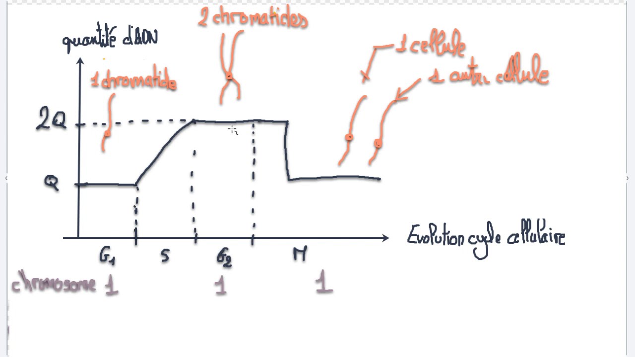 Capsule 10 complément, évolution quantité d'ADN cycle cellulaire 2018 ...