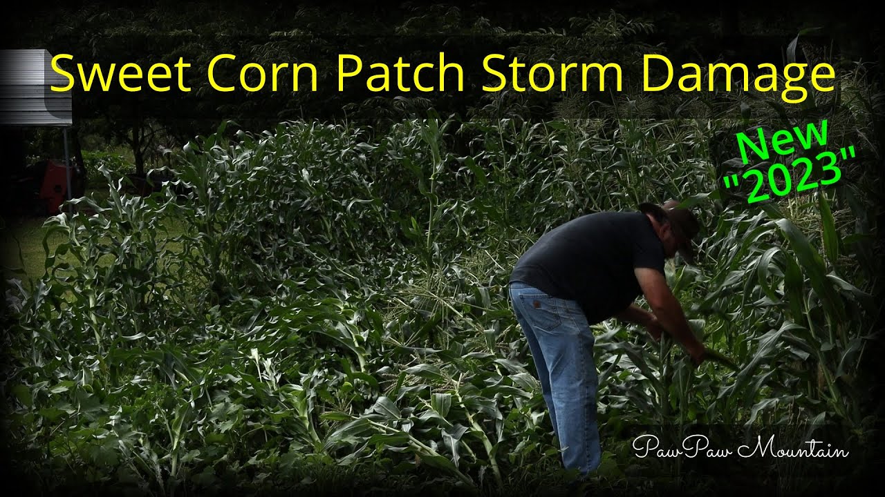 Sweet Corn Patch / Storm Damage "2023" - YouTube