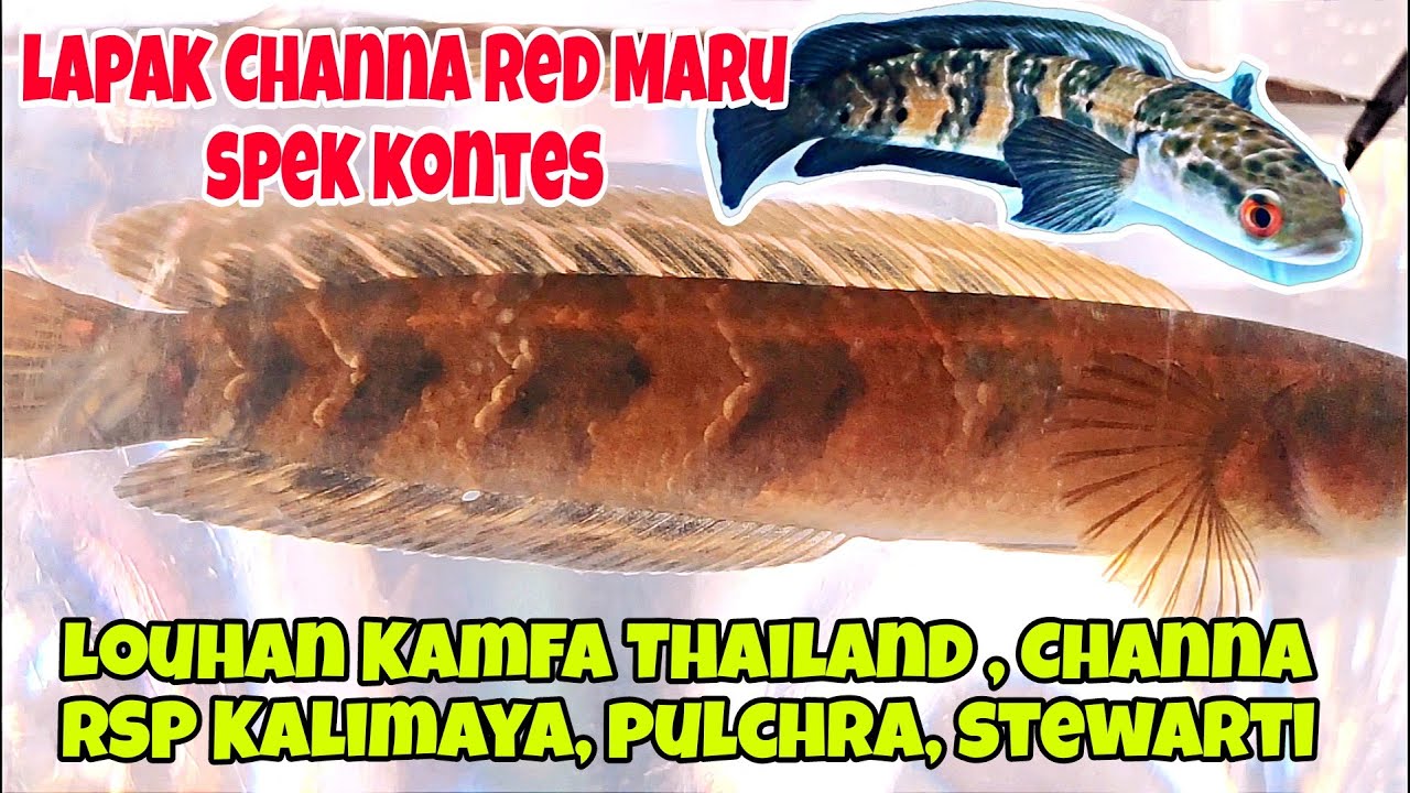 Harga Channa Maru Red Pangkalan Bun SBK, Red Lempuyang, Louhan Kamfa di ...