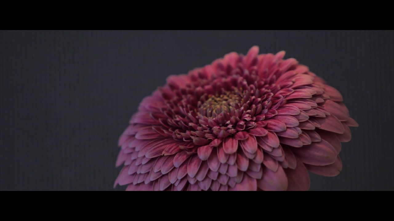 Ideaworks Monaco Showroom opening - YouTube