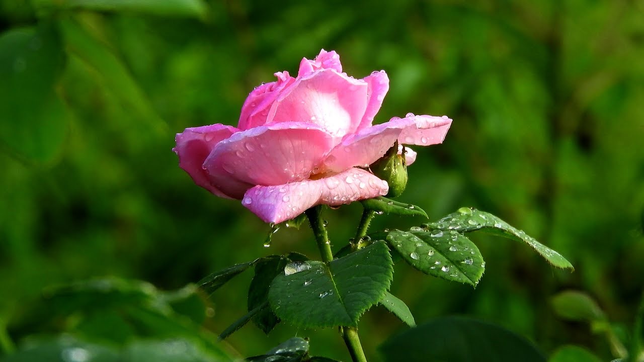 in the rain most beautiful flowers 4k ultra hd nature video - YouTube
