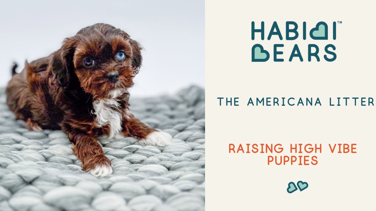 The Americana Litter Playing | Habibi Bears therapy dogs and puppies ...