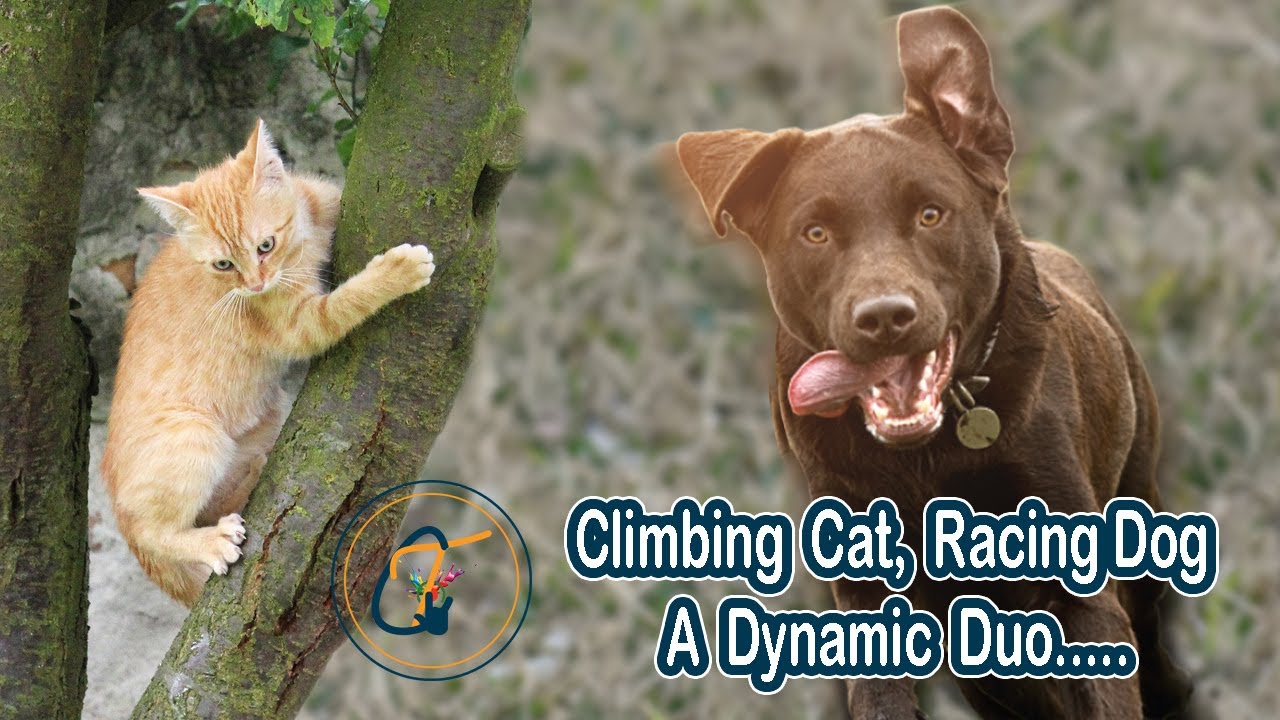 Climbing Cat, Racing Dog A Dynamic Duo - YouTube