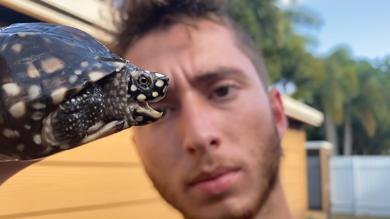 Unboxing Rare Endangered Turtles!!! - YouTube