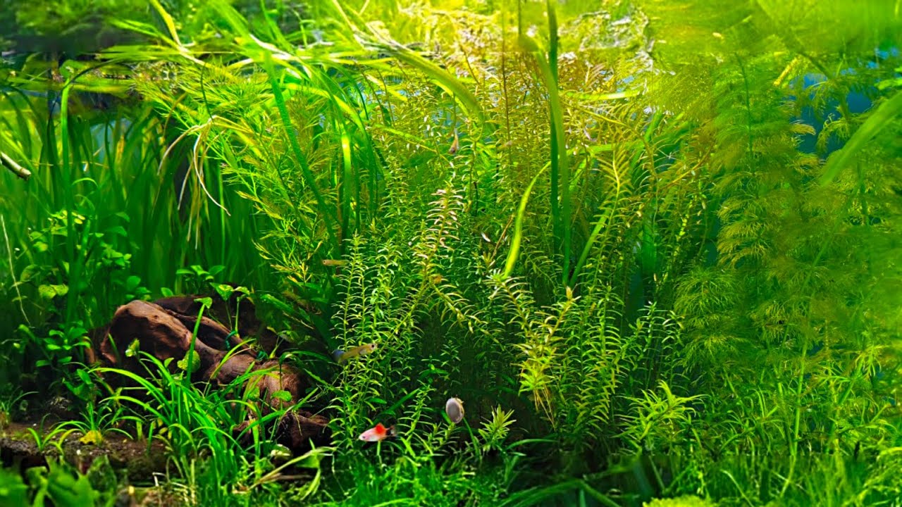 Ecosystem tank - Natural Aquascape | No CO2, No Filter, Still Thriving ...