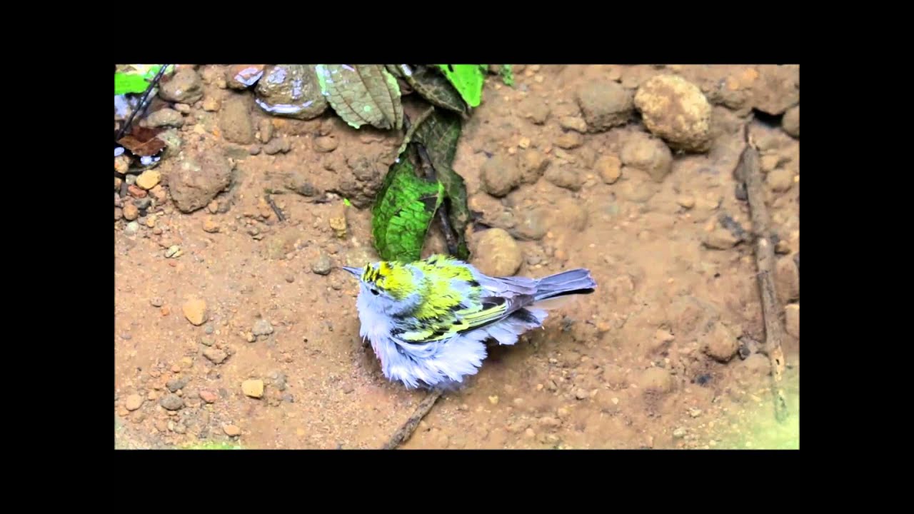 Warblers Bathing in Rancho Naturalista Hummingbird Pools - YouTube