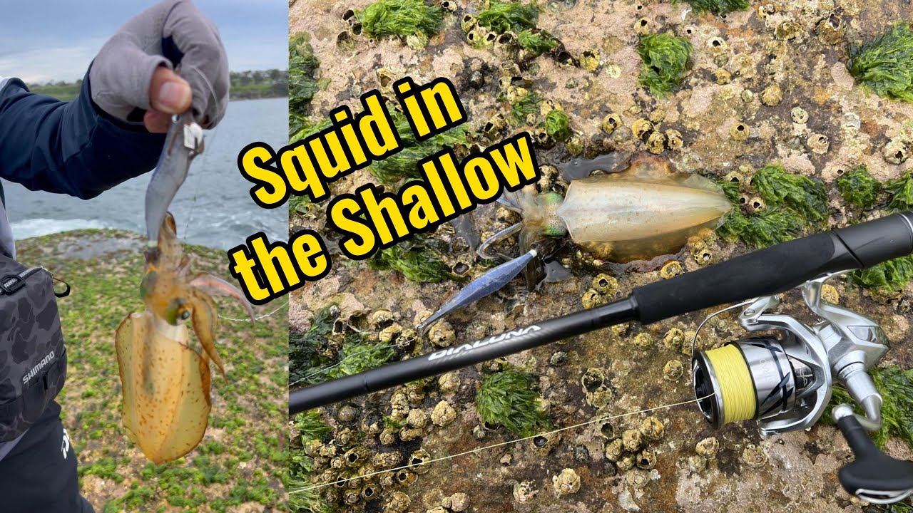 Squids hunt in Botany Bay - YouTube