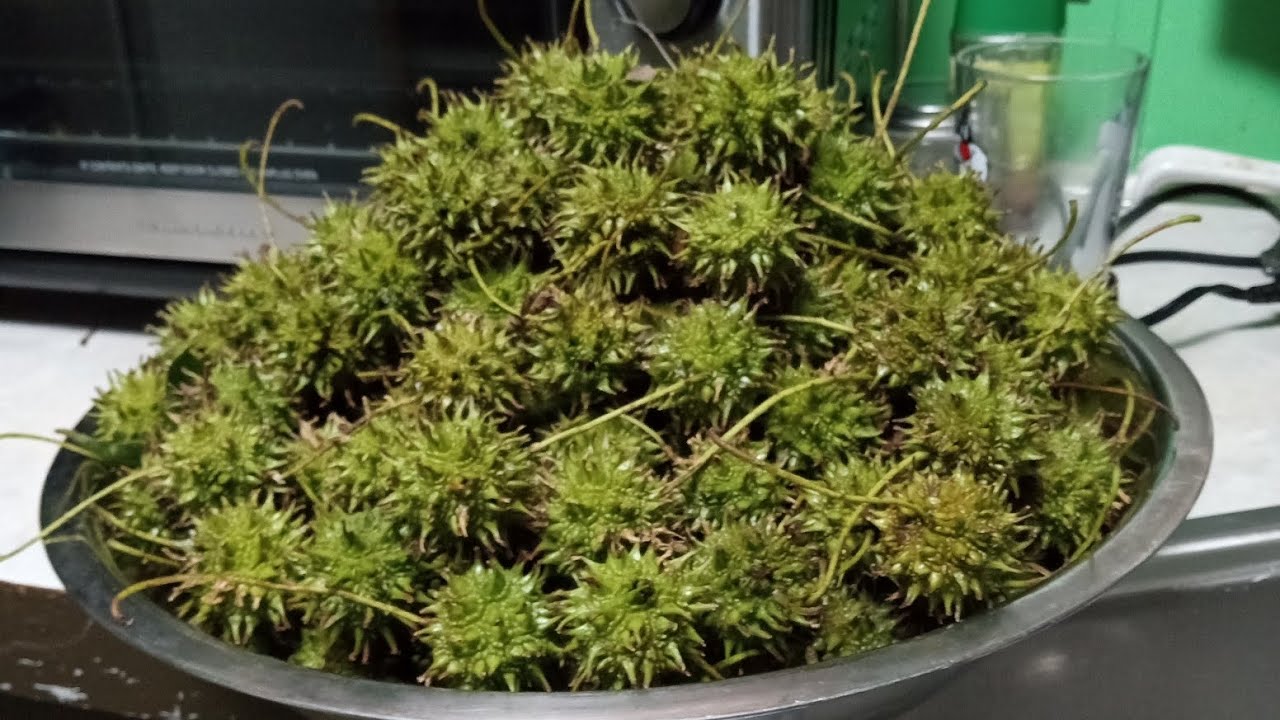 How I Collected Sweet Gum Seeds - YouTube