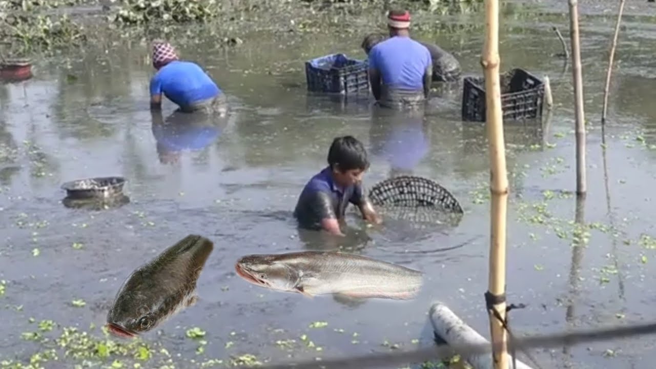 Little boy catching fish| Gojar Fish |Kois Fish |Rui Fish |Nola Fish ...
