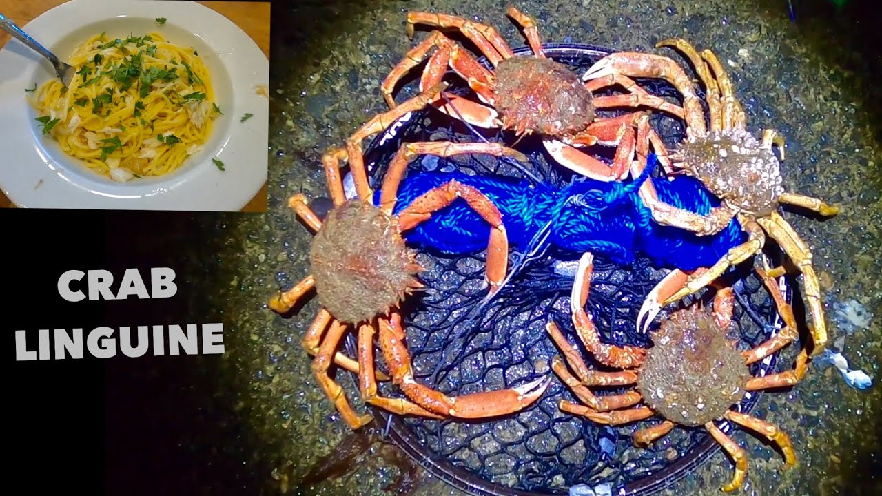 SPIDER CRAB - LINGUINE , Catching Big Spider Crabs in a Crab Wheel ...
