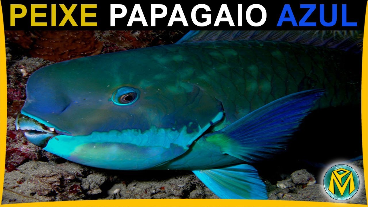 O Peixe Papagaio Azul Daiane Neves | O Peixe Papagaio Azul (Scarus