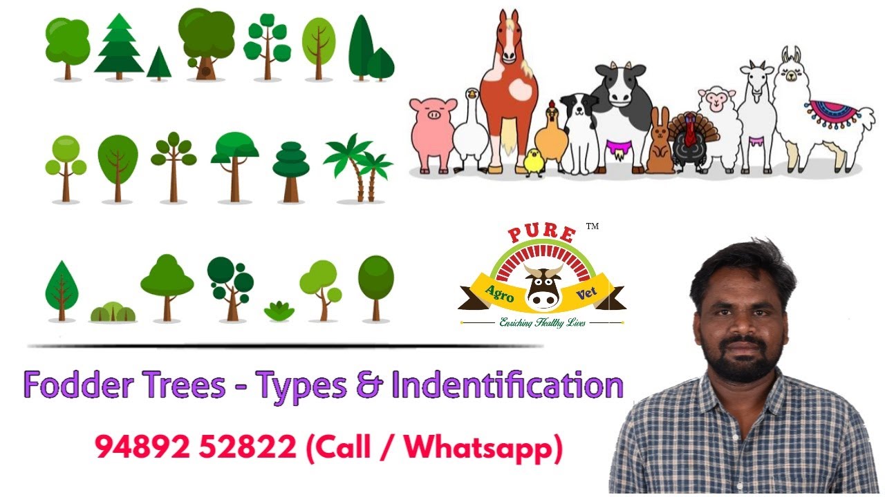 Fodder Trees - Types & Indentification || Described by Agri ...