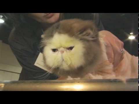 Extreme Pet Grooming - YouTube