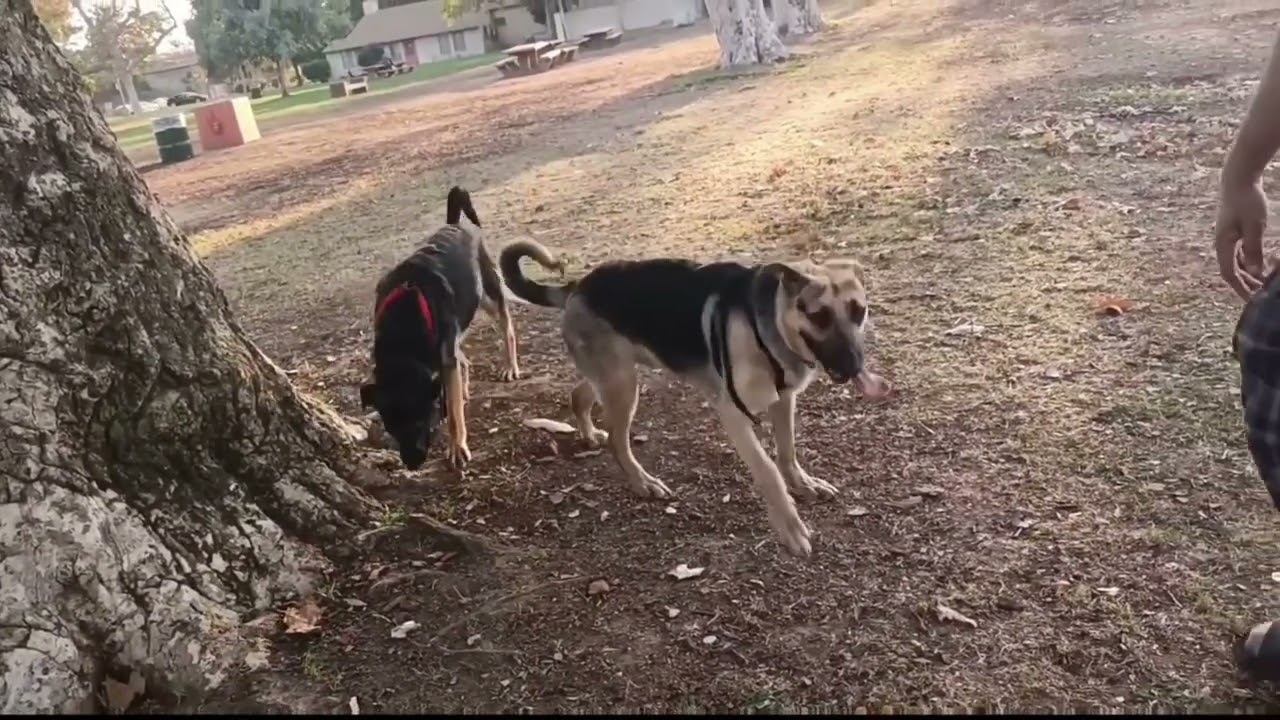 Shinda & Smoke Part 53 (9-mo German Shepherds/ Smoke grabs the stick ...